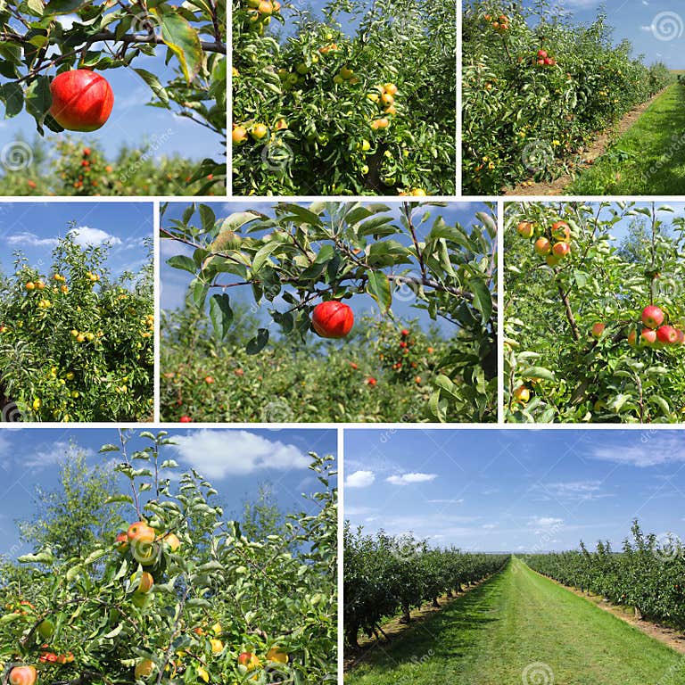 Mixed Collage of Details of Apples Stock Image - Image of background ...