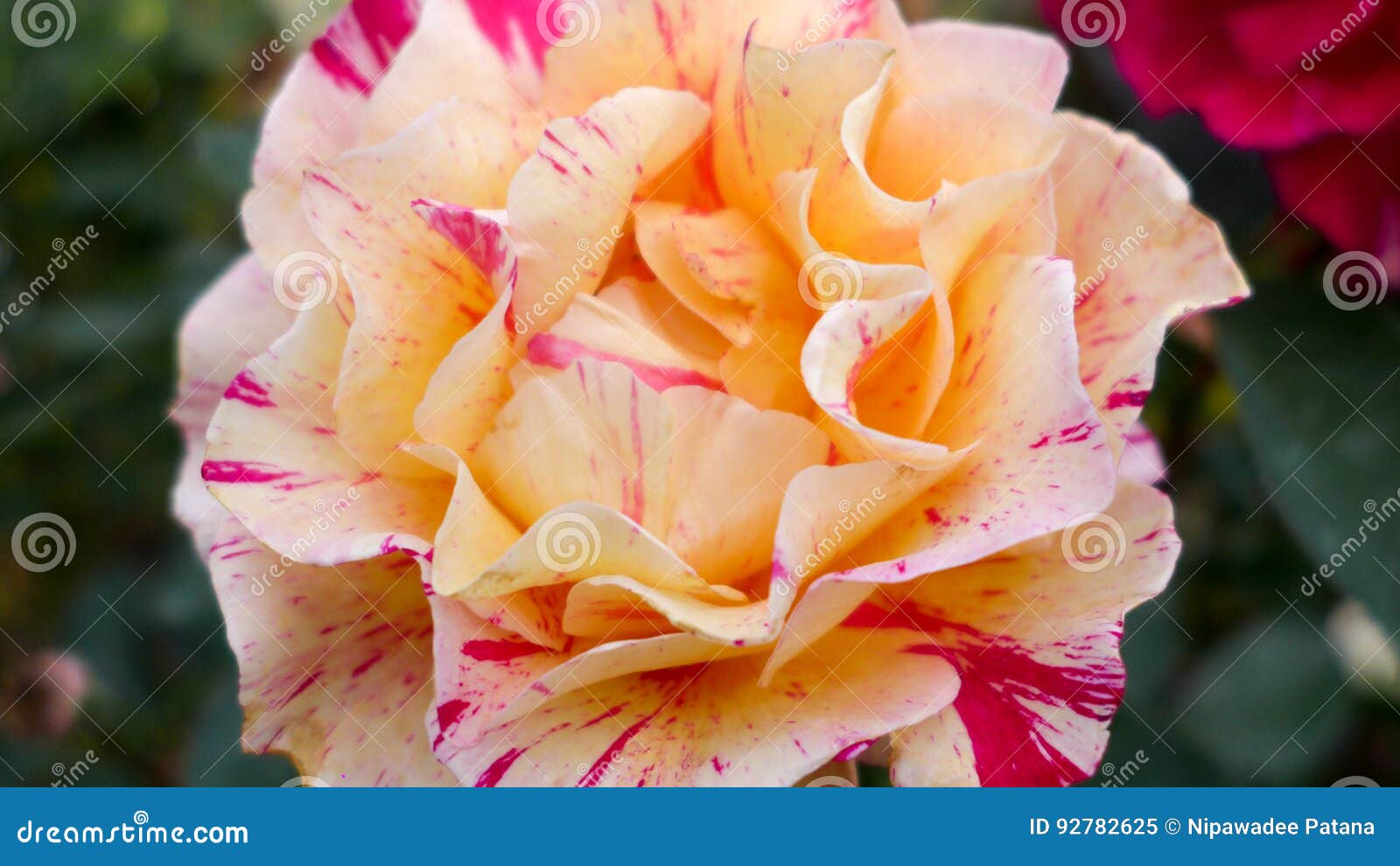 Mixed color rose stock image. Image of arrangement, blur - 92782625