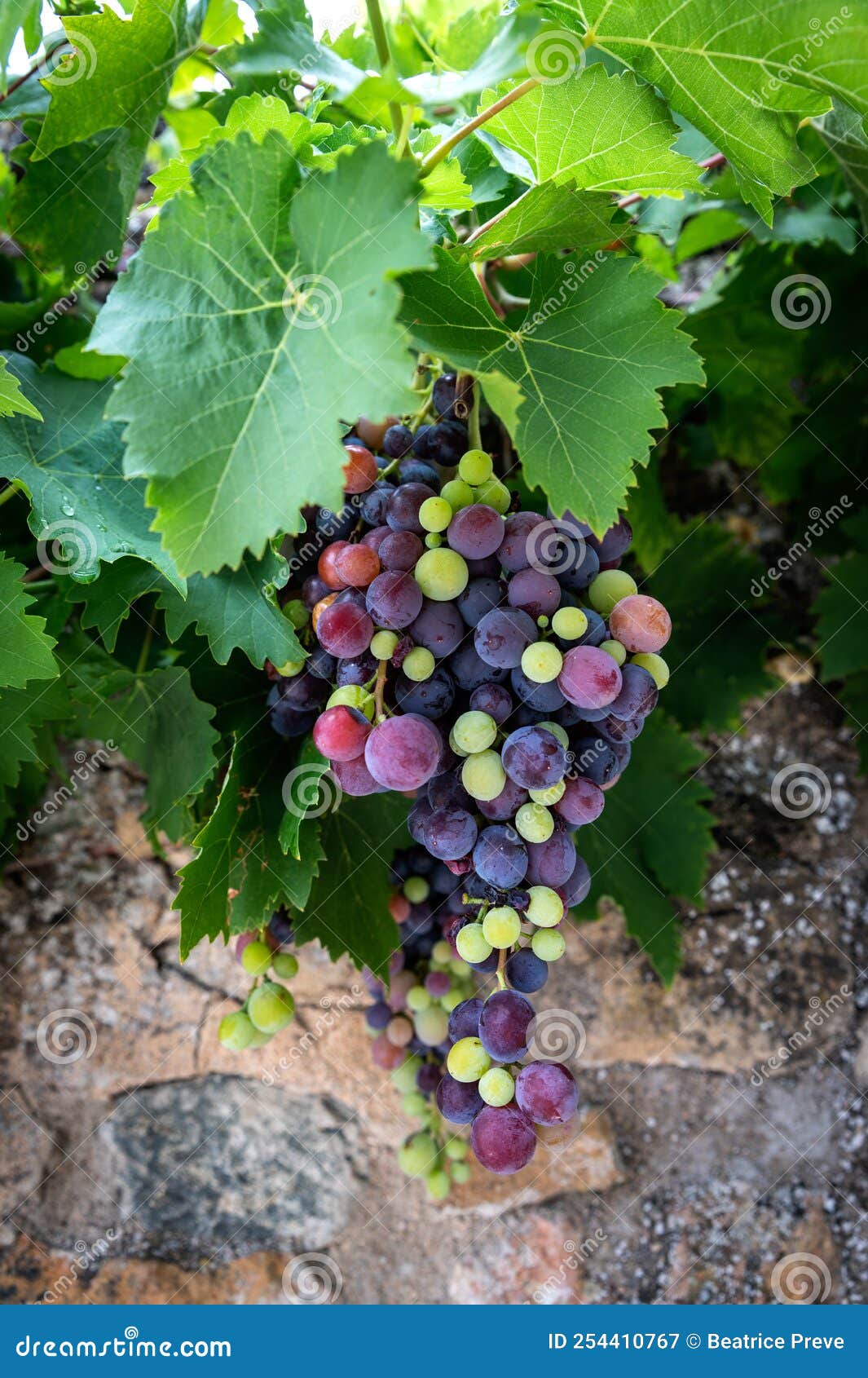 Mixed Colored Grapes in a Vineyard Stock Image - Image of wine, nature ...