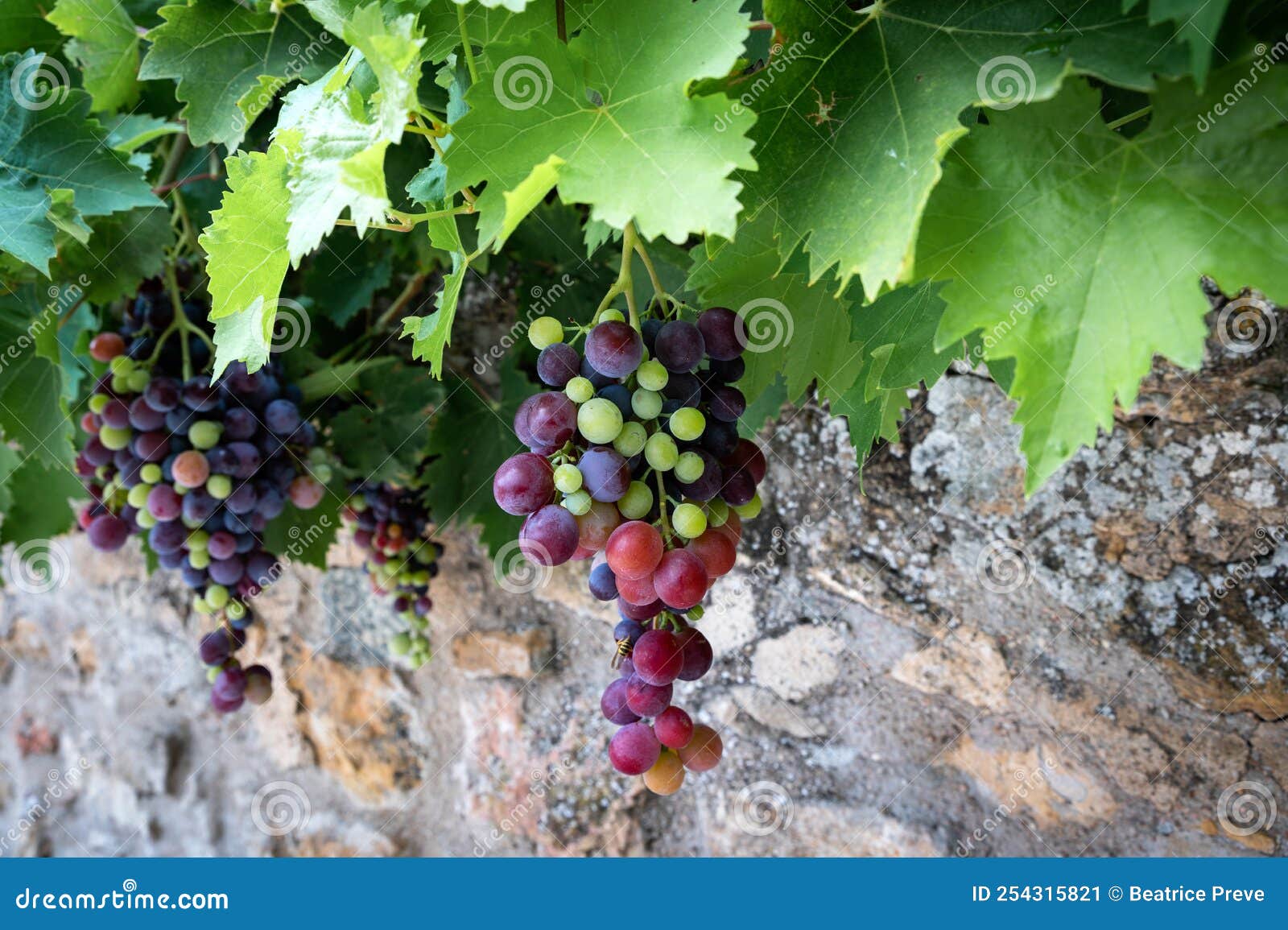 Mixed Colored Grapes in a Vineyard Stock Image - Image of grapes, fruit ...