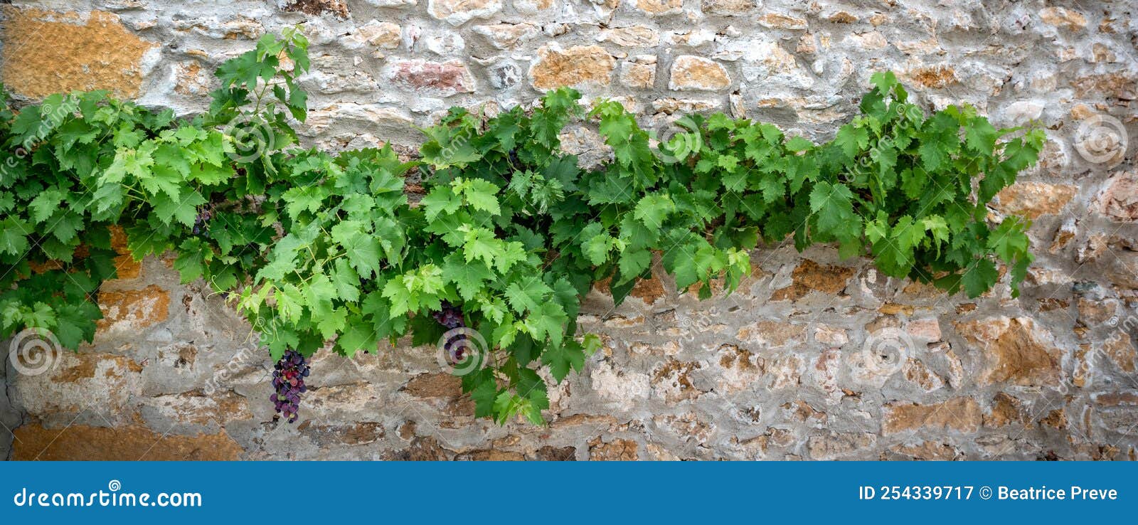 Mixed Colored Grapes in a Vineyard Stock Image - Image of nature, food ...