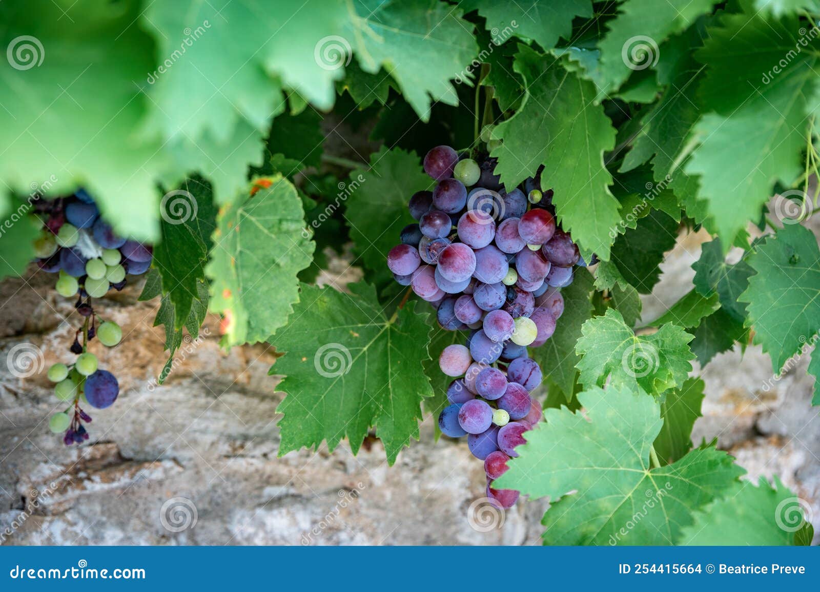 Mixed Colored Grapes in a Vineyard Stock Photo - Image of vine, growing ...