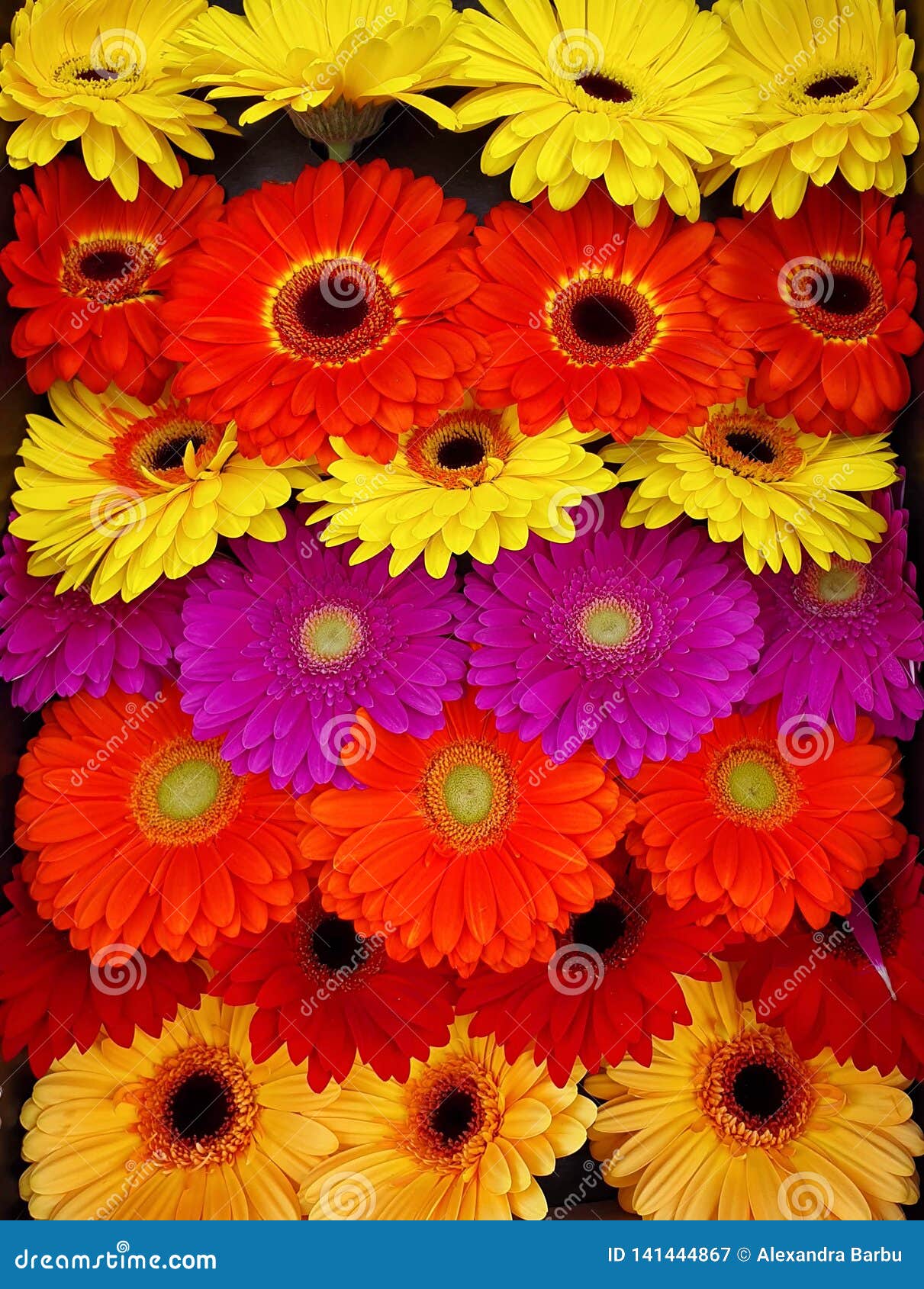 Mixed Colorful Gerbera Daisy Flowers Stock Image - Image of fresh ...