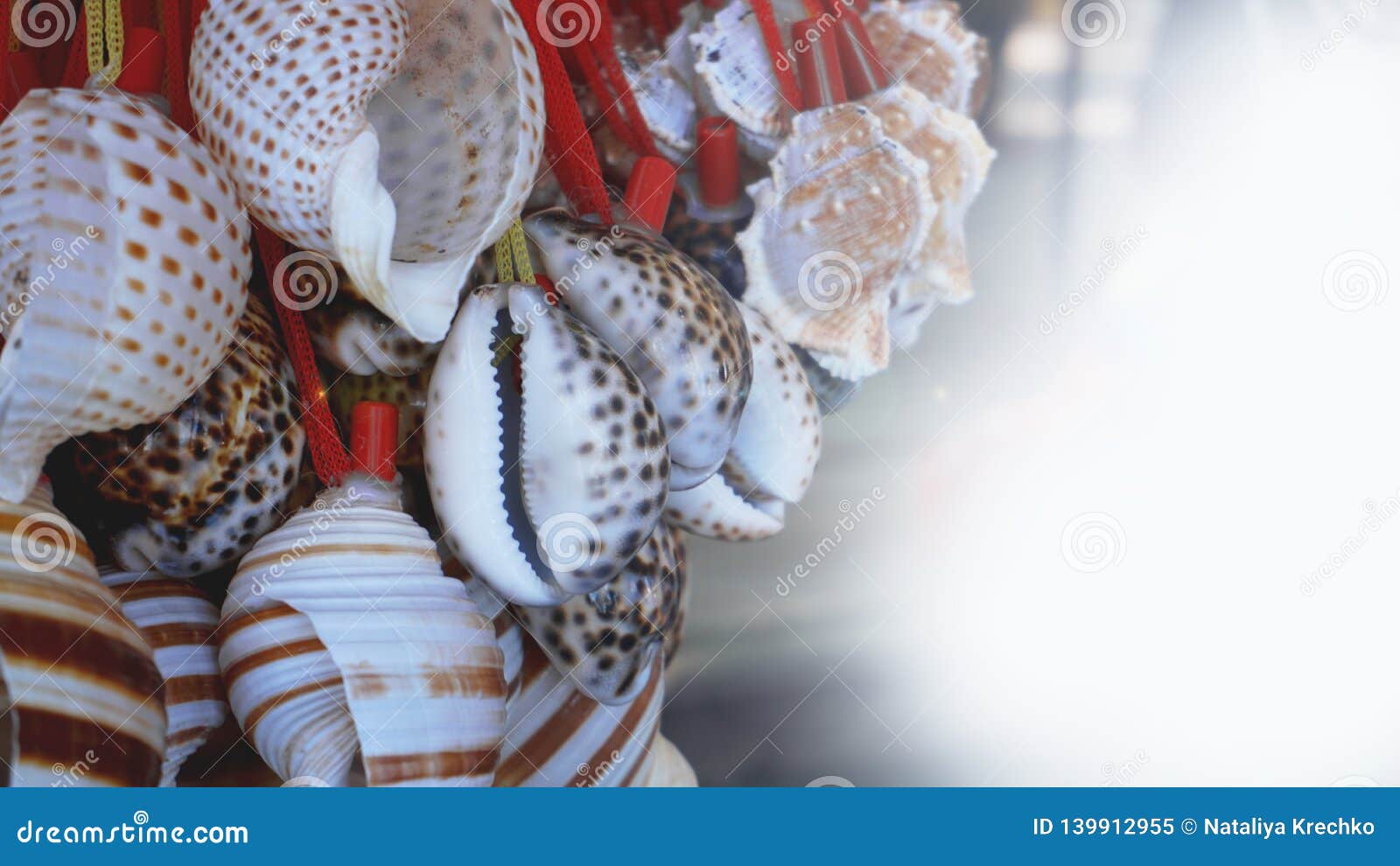 Mixed Colorful Sea Shells As Background Stock Image - Image of ...