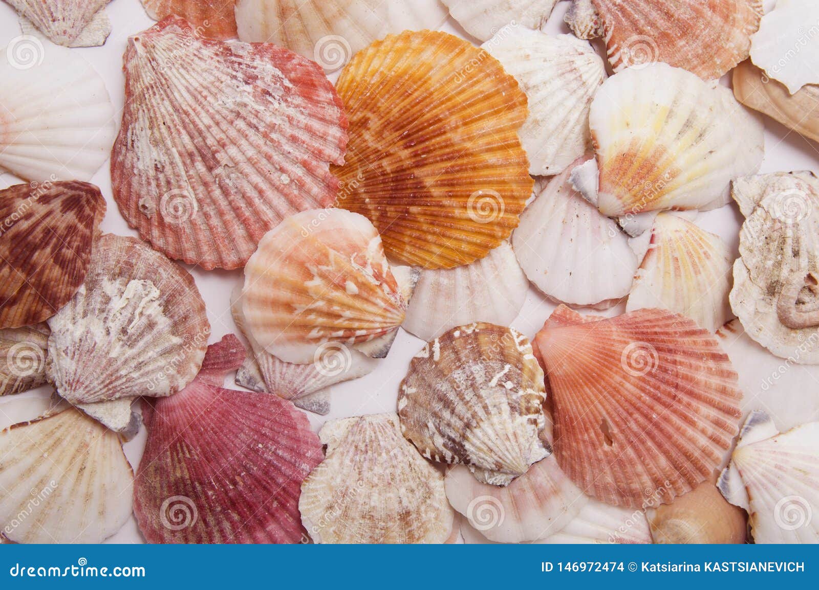 Mixed colorful sea shells stock photo. Image of scallop - 146972474