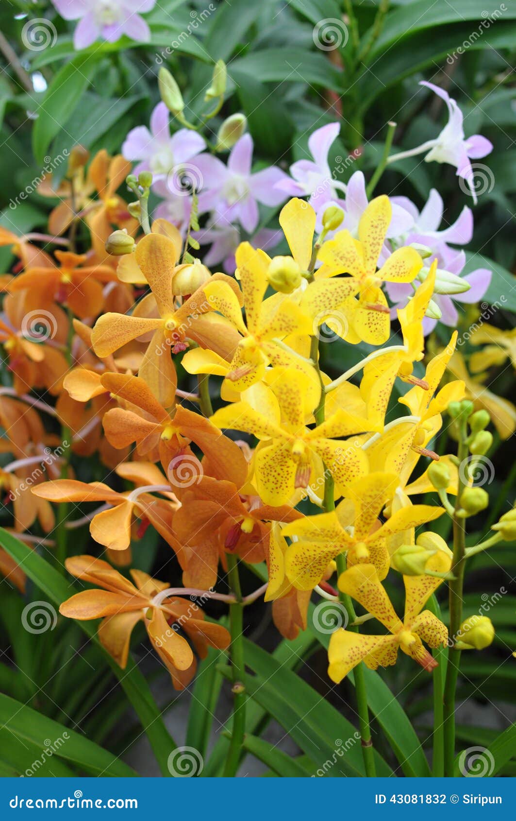 Mixed Colors of Orchids stock photo. Image of garden - 43081832