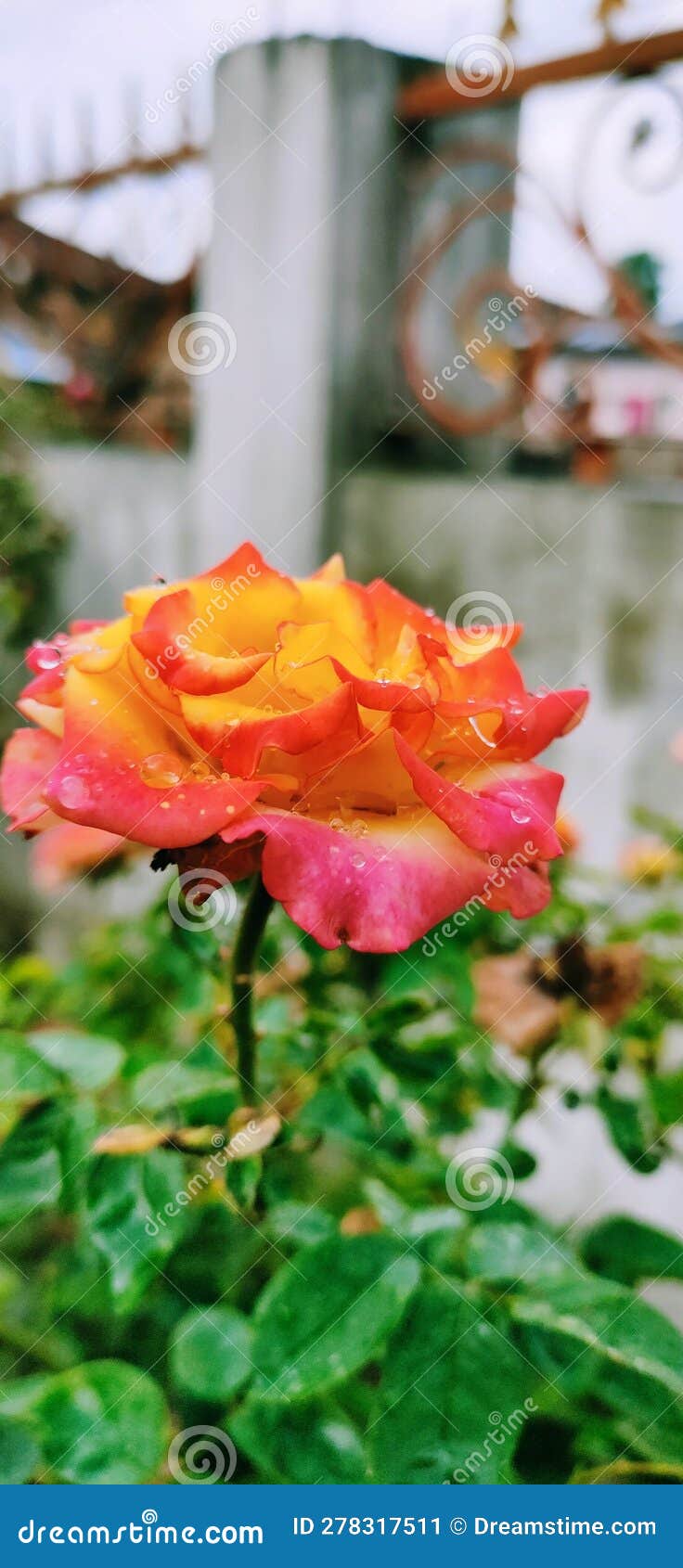 Mixed colour Rose stock image. Image of petal, pink - 278317511