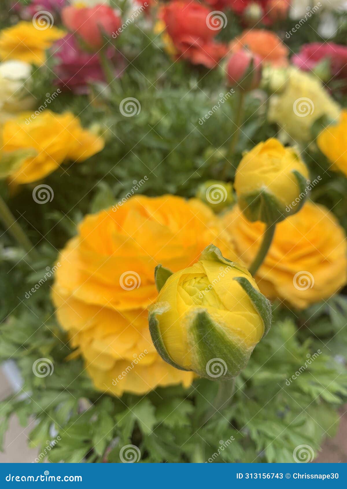 Mixed Coloured Ranunculus Flowers, Perspective Focus Stock Image ...