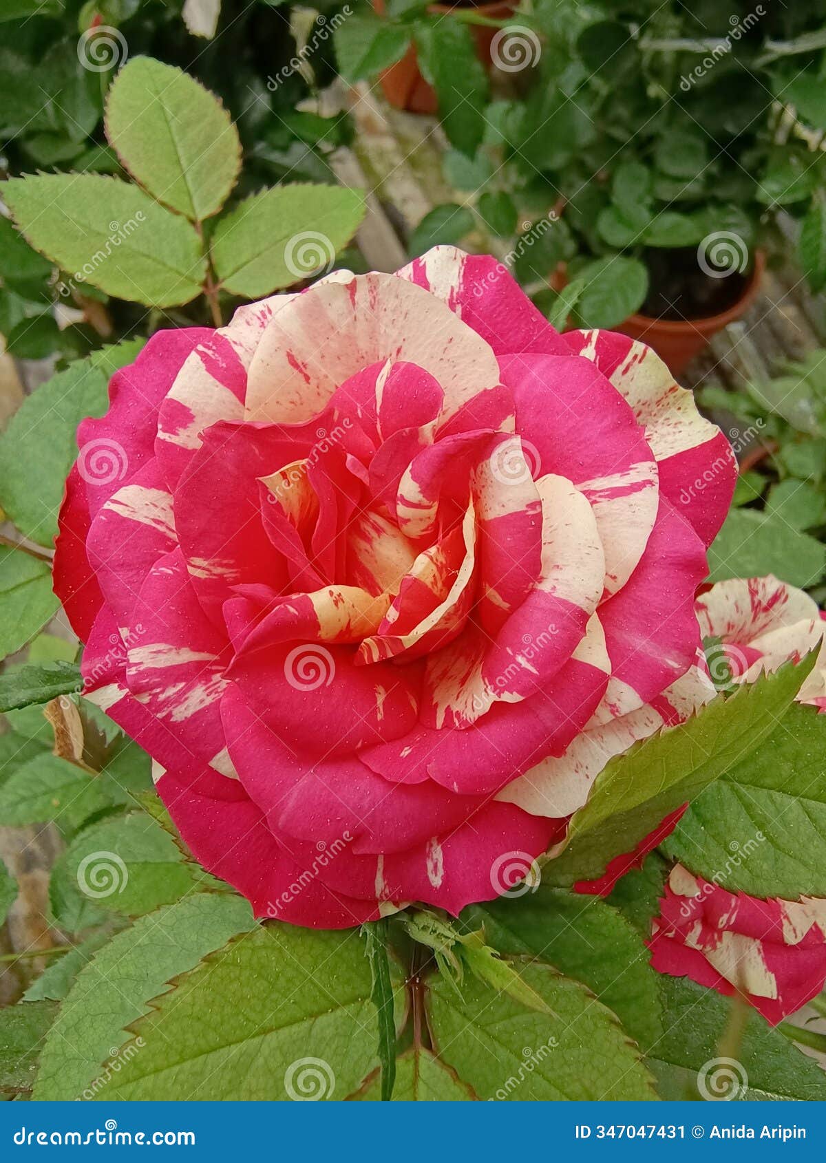 A Mixed Coloured Rose Flower in Full Bloom in the Garden Stock Image ...