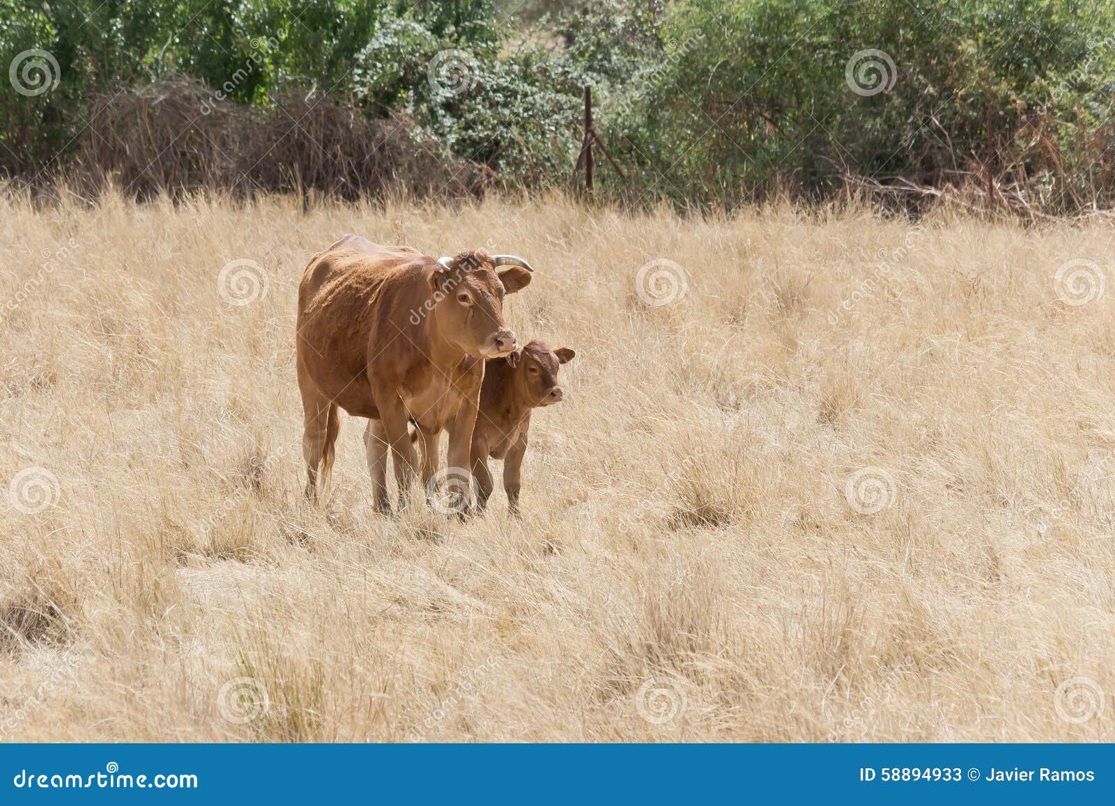 Mixed cow stock image. Image of field, farmer, cows, race - 58894933