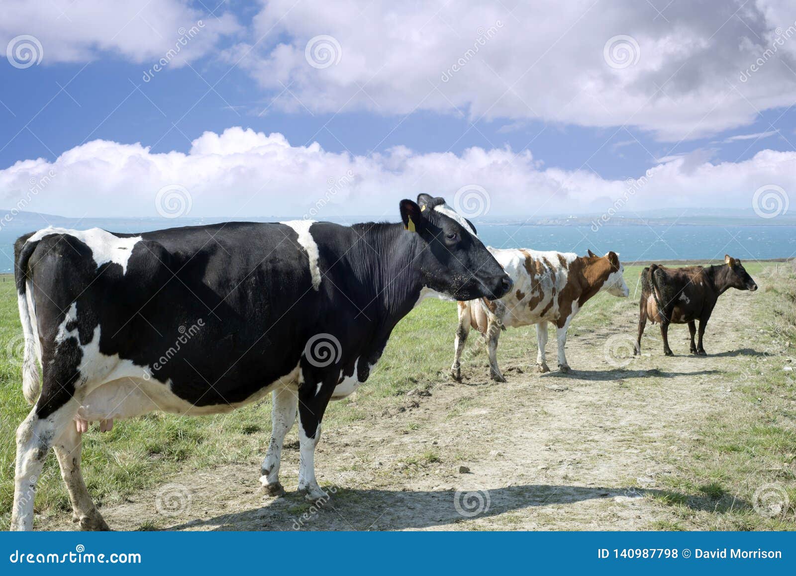 Mixed Cows on the Kerry Coast Stock Photo - Image of atlantic, farmland ...