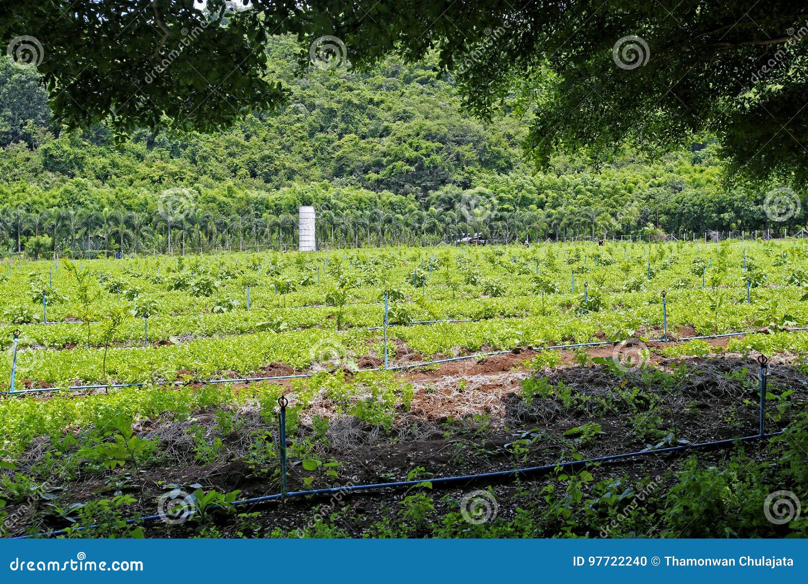 Mixed crop agriculture stock photo. Image of fresh, grow - 97722240