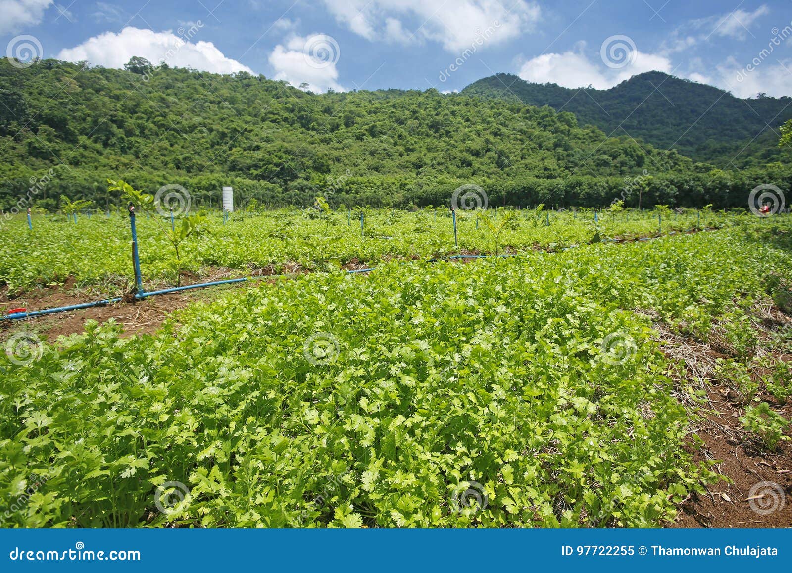 Mixed crop agriculture stock image. Image of green, mixed - 97722255