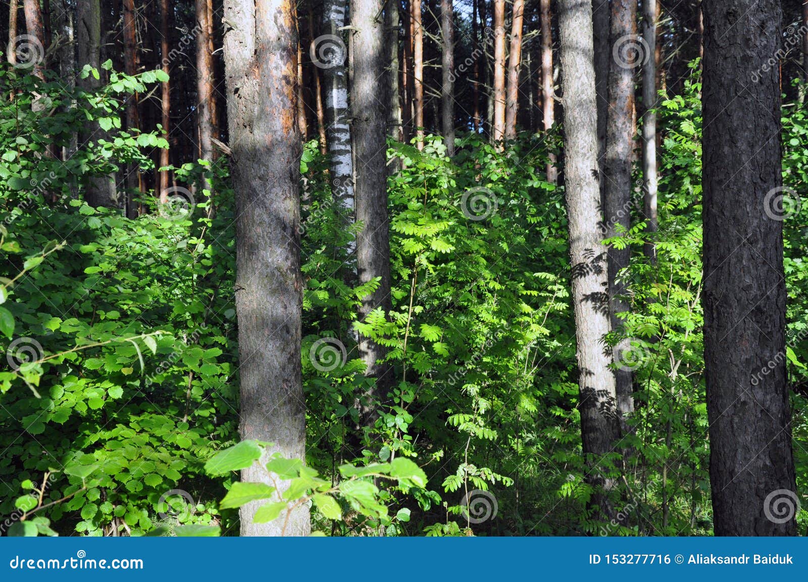 Mixed Deciduous Forest Consecrated by Sunlight after Rain Stock Photo ...