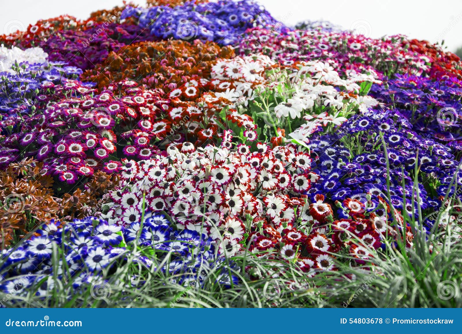 Mixed dianthus stock photo. Image of purple, blue, summer - 54803678