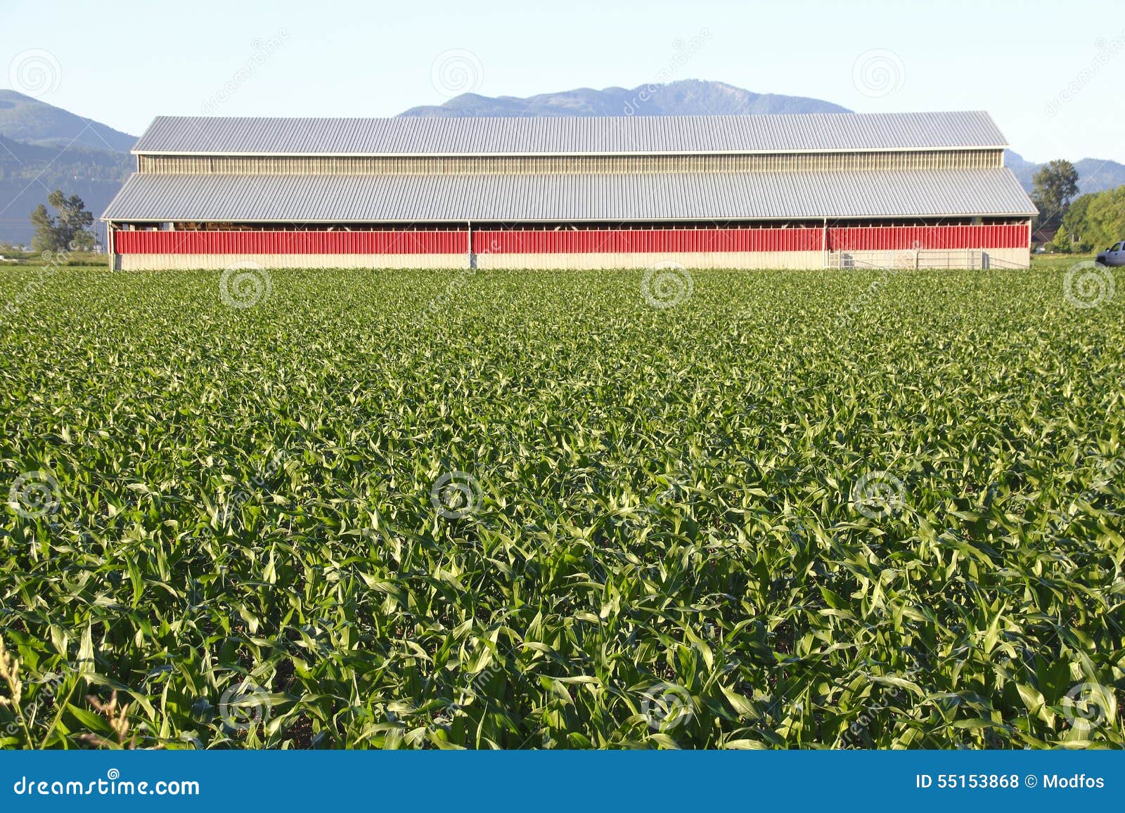 Mixed Farming stock photo. Image of farm, thick, agriculture - 55153868