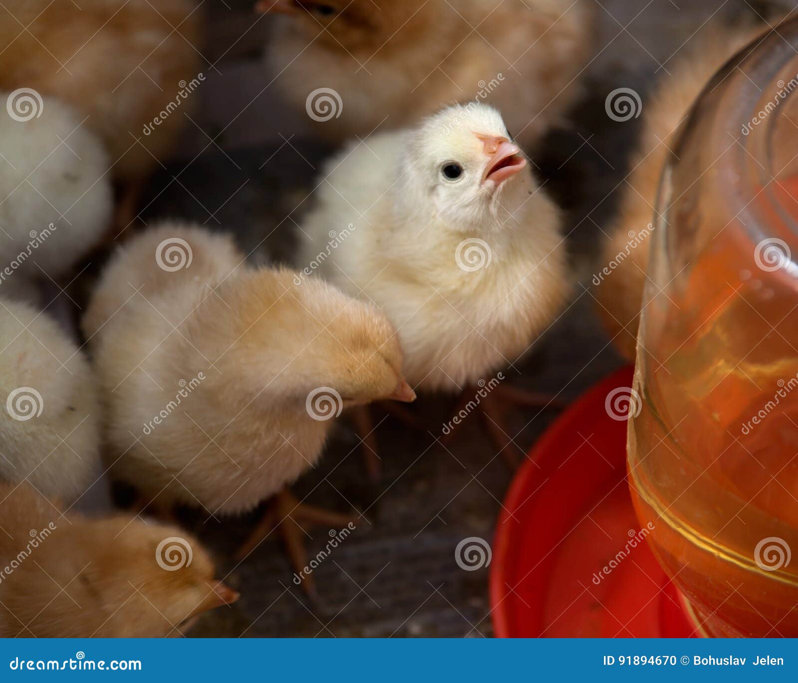 Mixed Flock of Pure Breed Chicks Stock Photo - Image of food, baby ...
