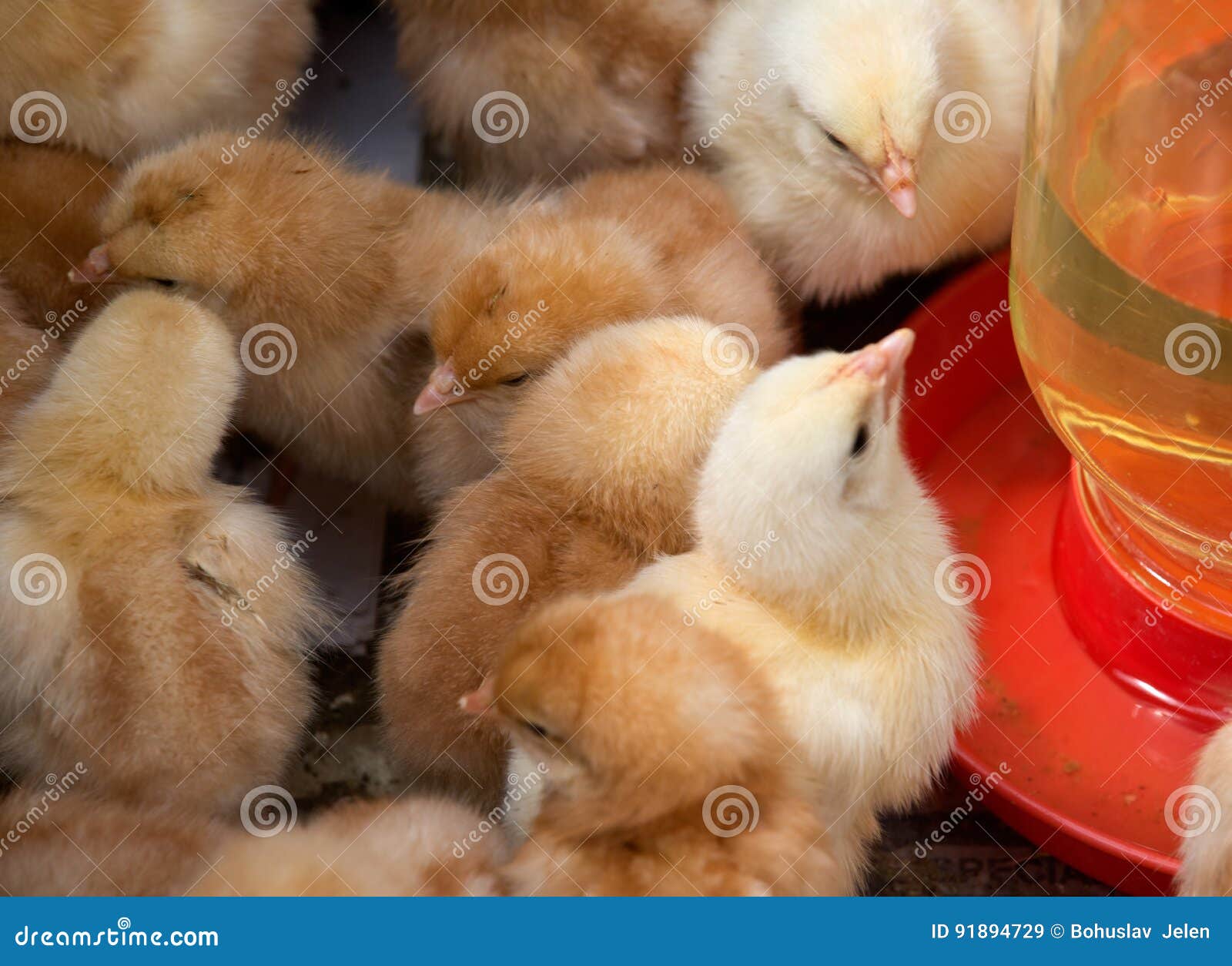 Mixed Flock of Pure Breed Chicks Stock Image - Image of little ...