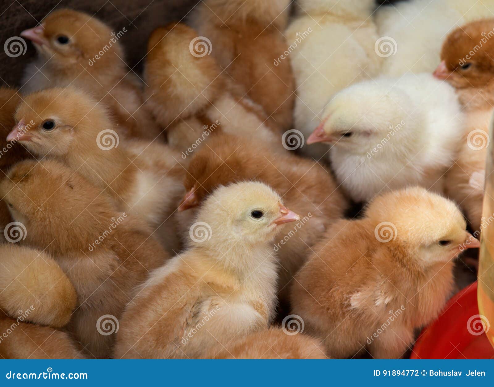 Mixed Flock of Pure Breed Chicks Stock Photo - Image of agriculture ...