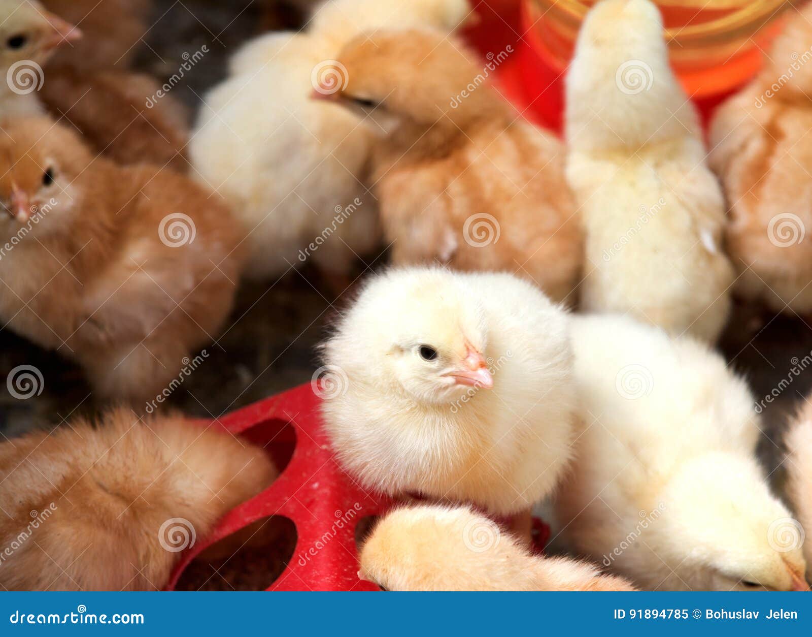 Mixed Flock of Pure Breed Chicks Stock Image - Image of color, chicken ...