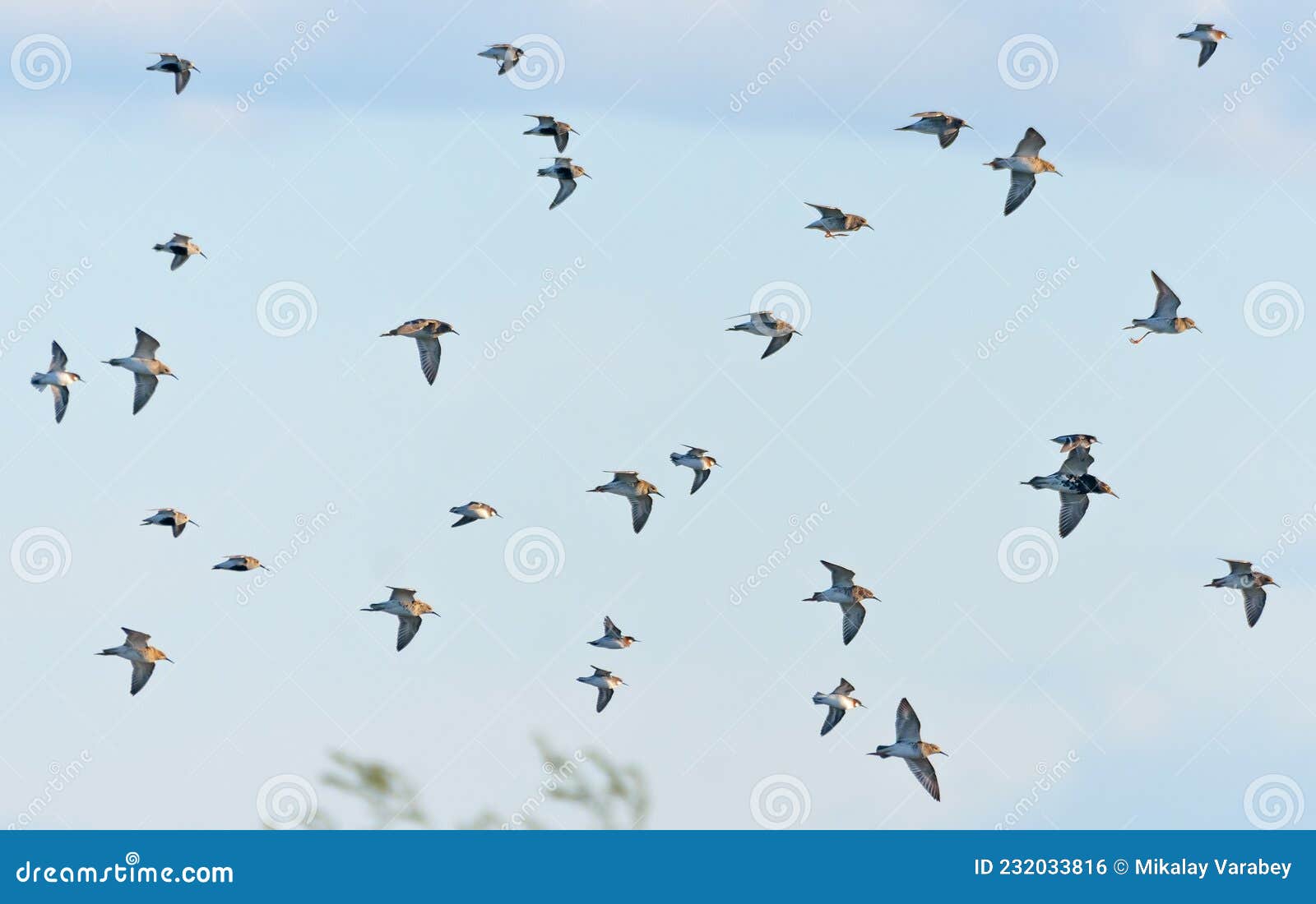 Mixed Flock of Waders in Spring Flight Stock Photo - Image of group ...