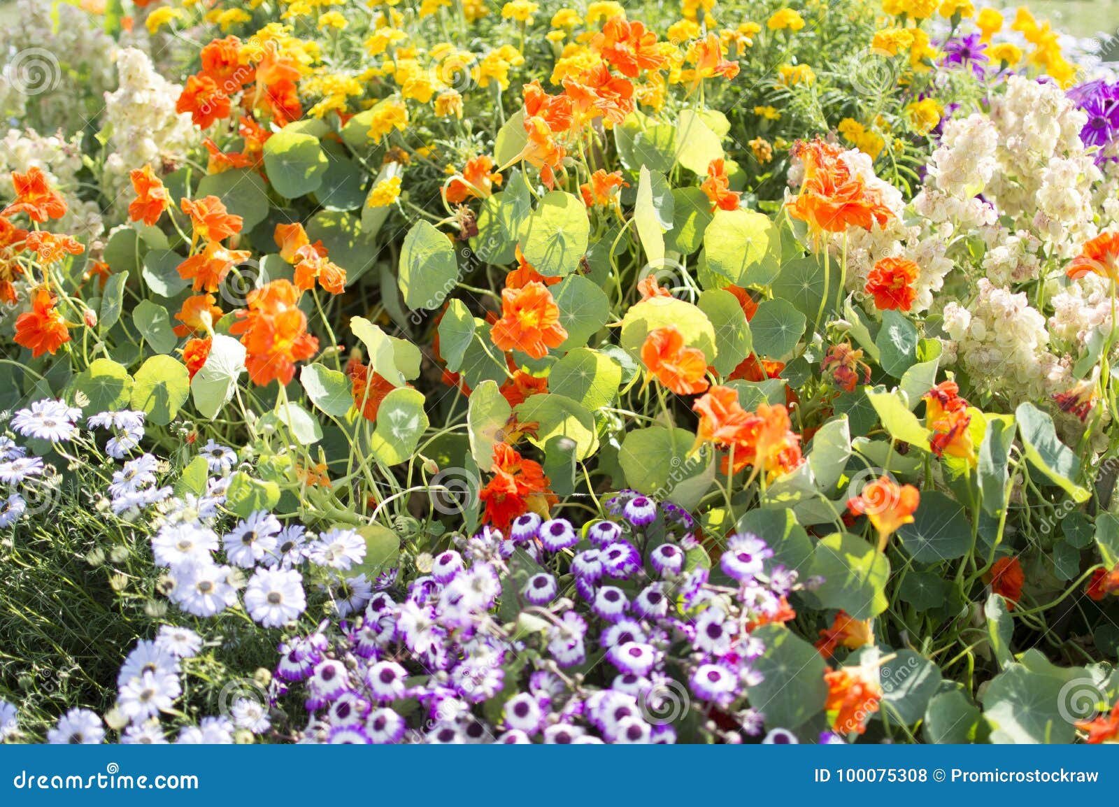 Mixed flowers in flowerbed stock photo. Image of daisy - 100075308