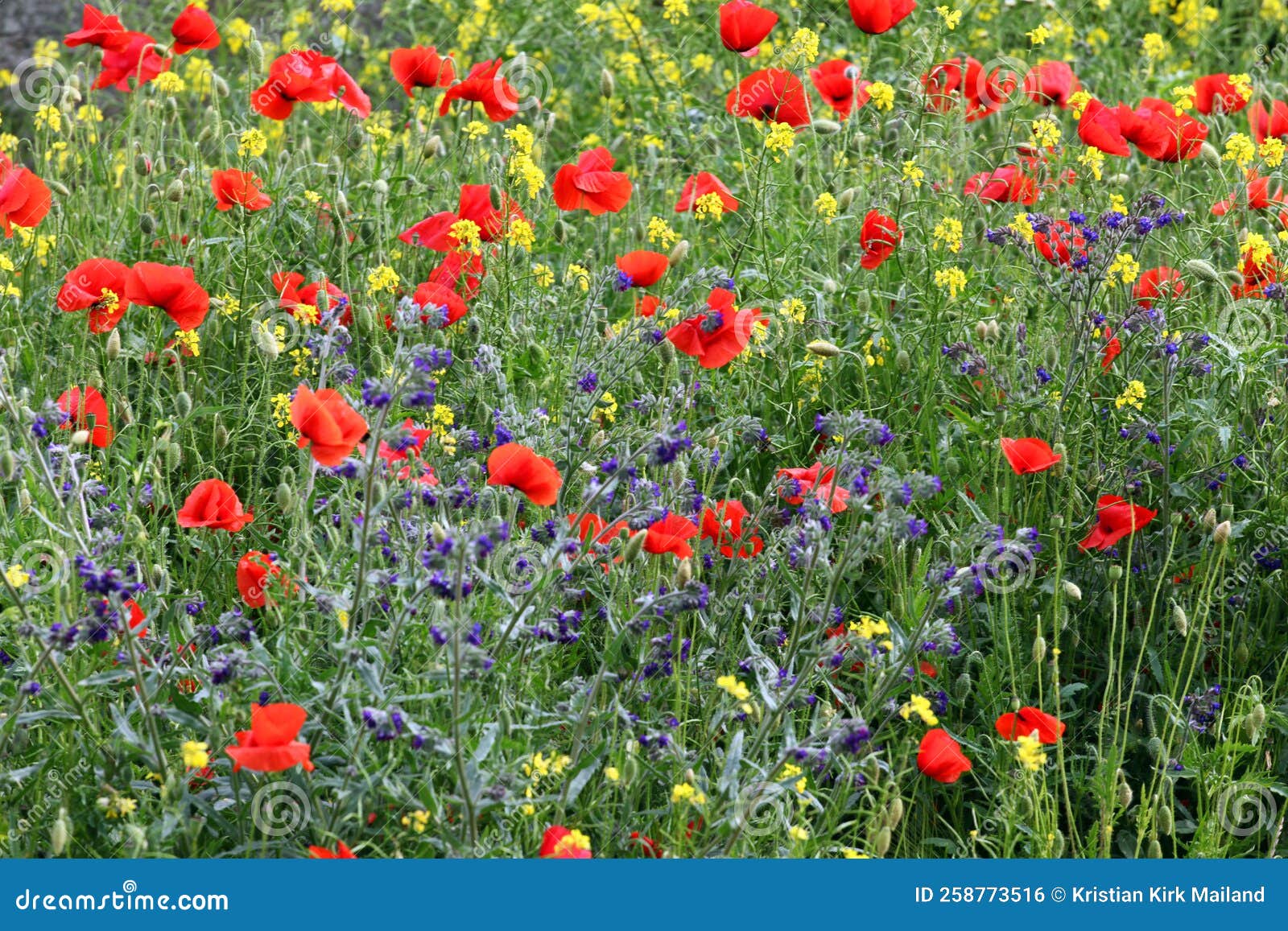 Mixed Flowers, Field of Poppies Stock Photo - Image of mixed, birthday ...