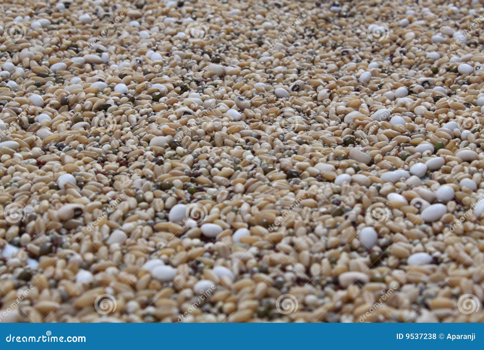 Mixed Food Grains Picture. Image: 9537238