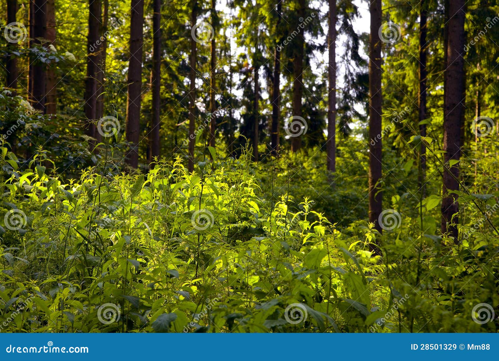 Mixed forest stock image. Image of spruce, tree, beech - 28501329