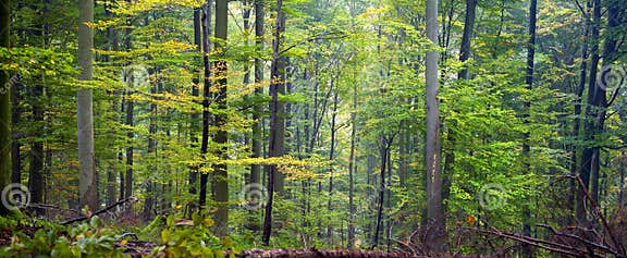 Mixed forest stock photo. Image of tree, foliage, outdoor - 29510284