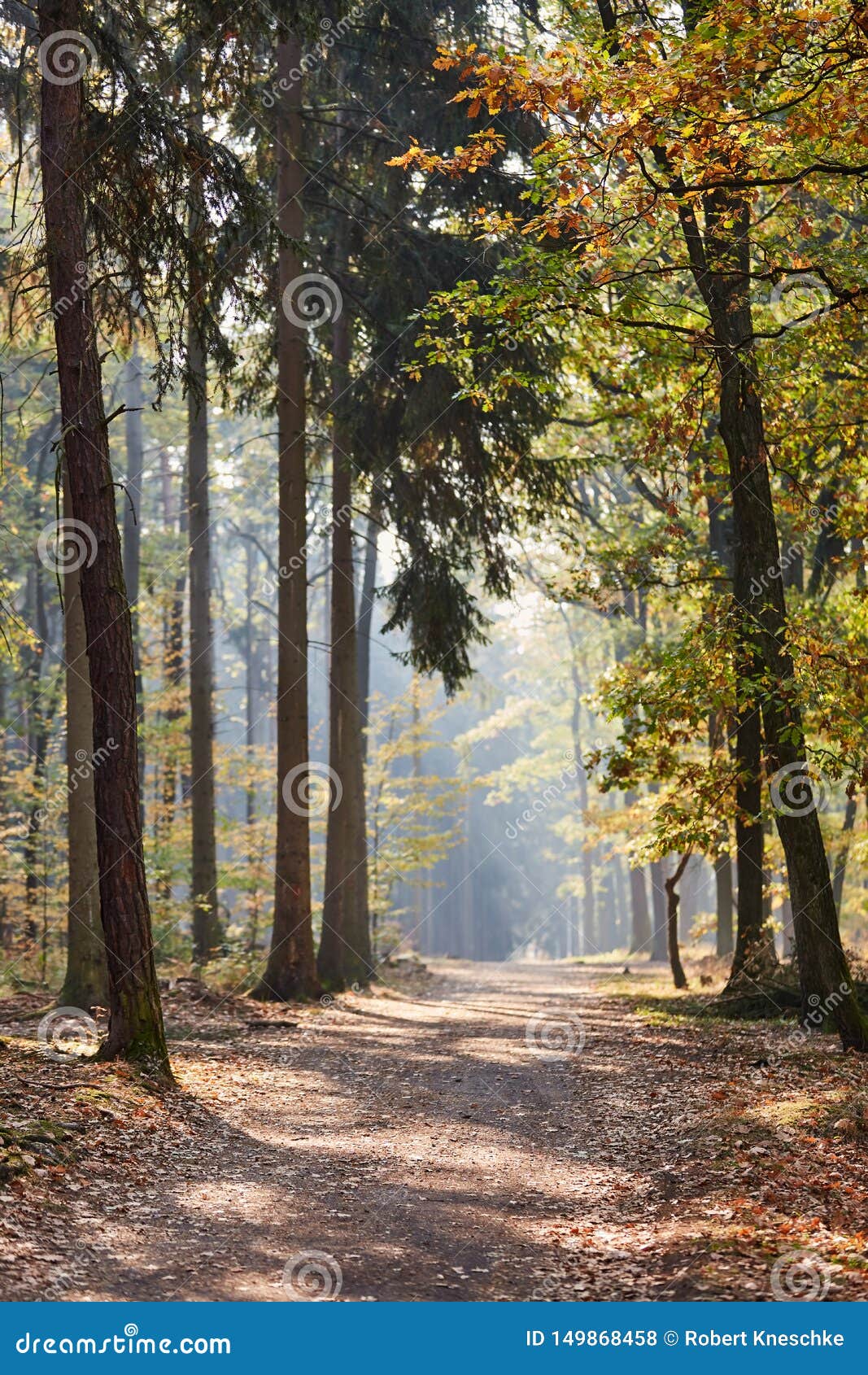 Mixed Forest As Nature and Ecosystem in the Sunshine Stock Photo ...