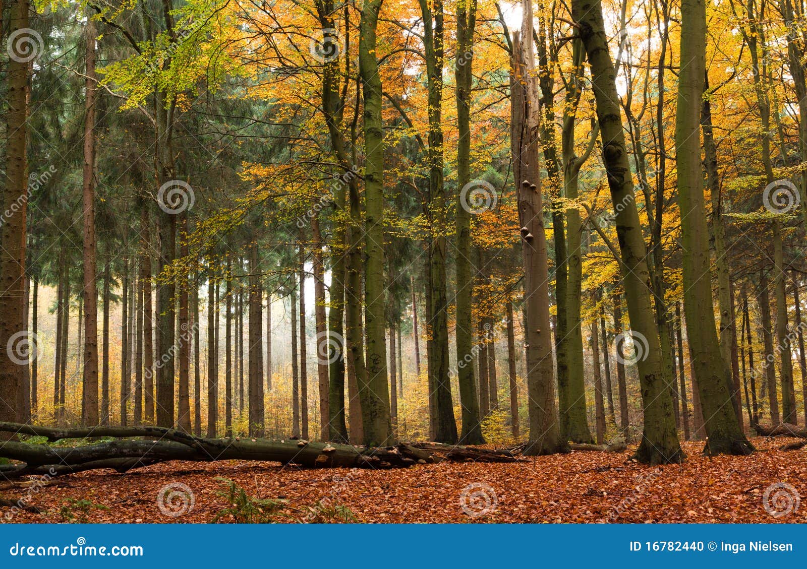 Mixed forest in autumn stock photo. Image of scenery - 16782440