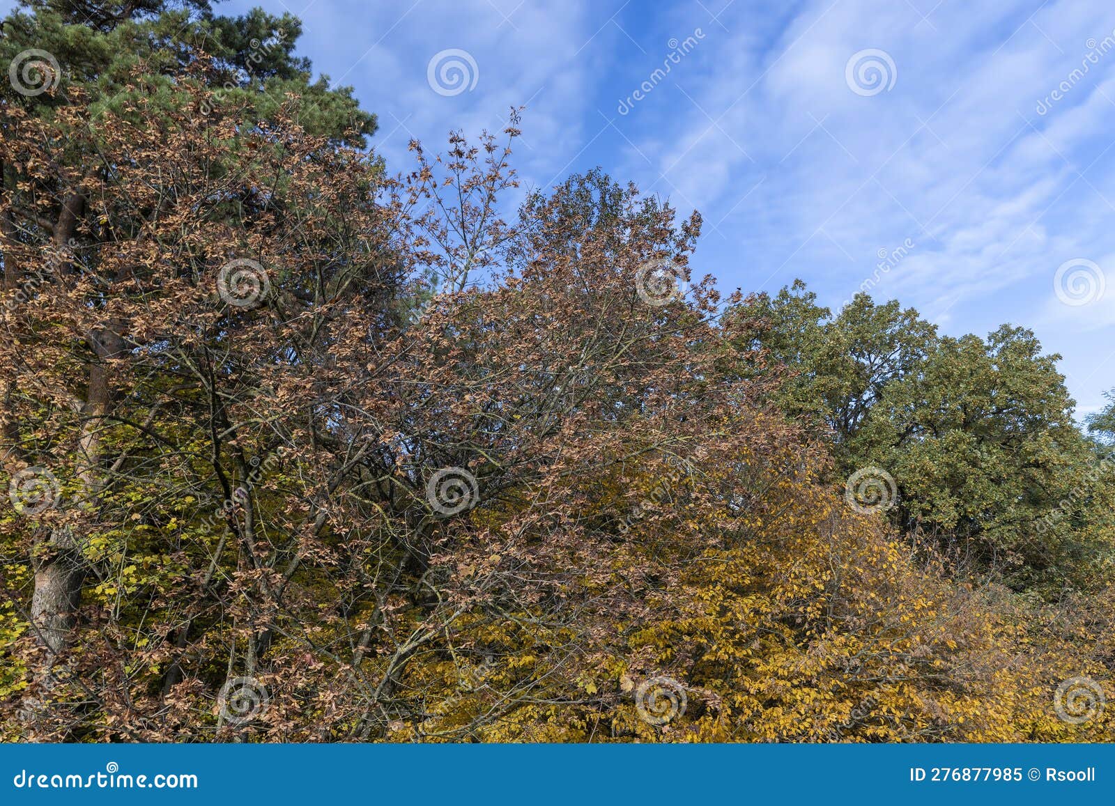 Mixed Forest in the Autumn Season with Different Deciduous Trees Stock ...
