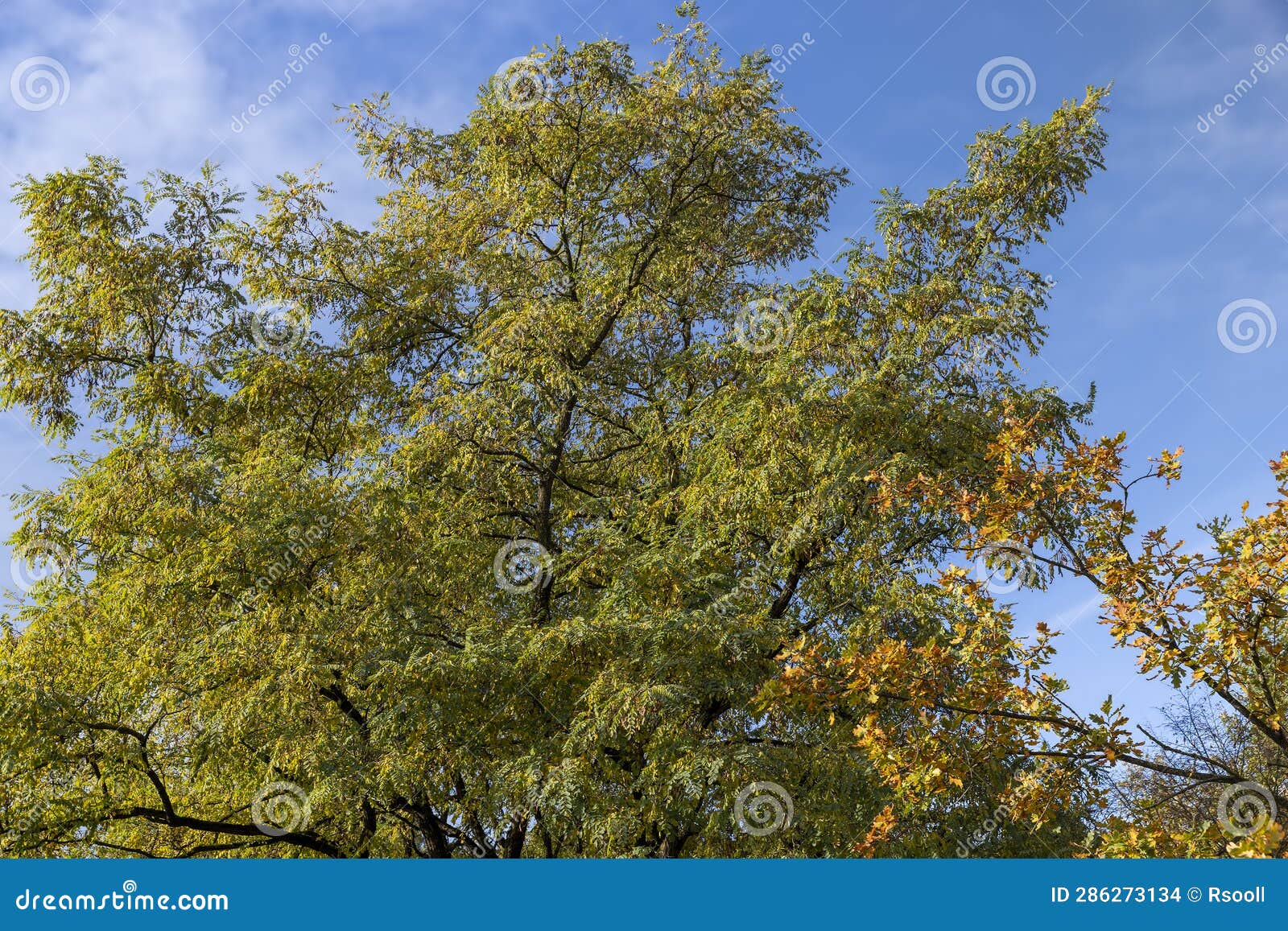 Mixed Forest in the Autumn Season with Different Deciduous Trees Stock ...