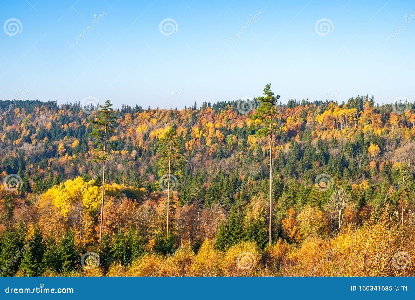 Mixed Forest in Beautiful Autumn Colours View Stock Image - Image of ...
