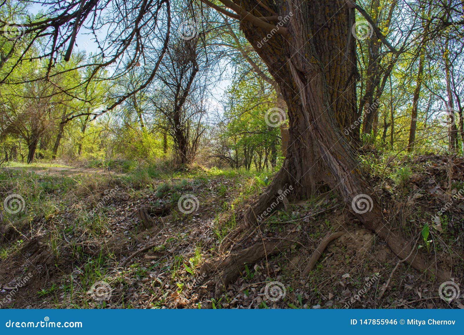 Mixed Forest. Big Tree on the Cliff. Tree Trunk Close-up Stock Photo ...
