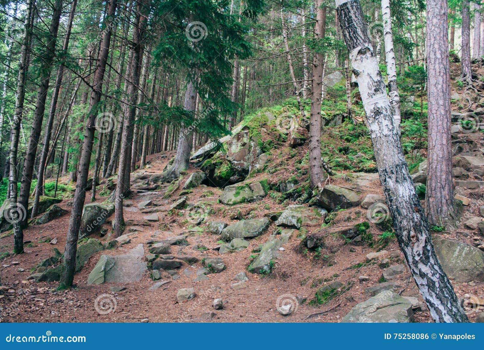 Mixed Forest in the Carpathian Mountains Stock Photo - Image of bushes ...