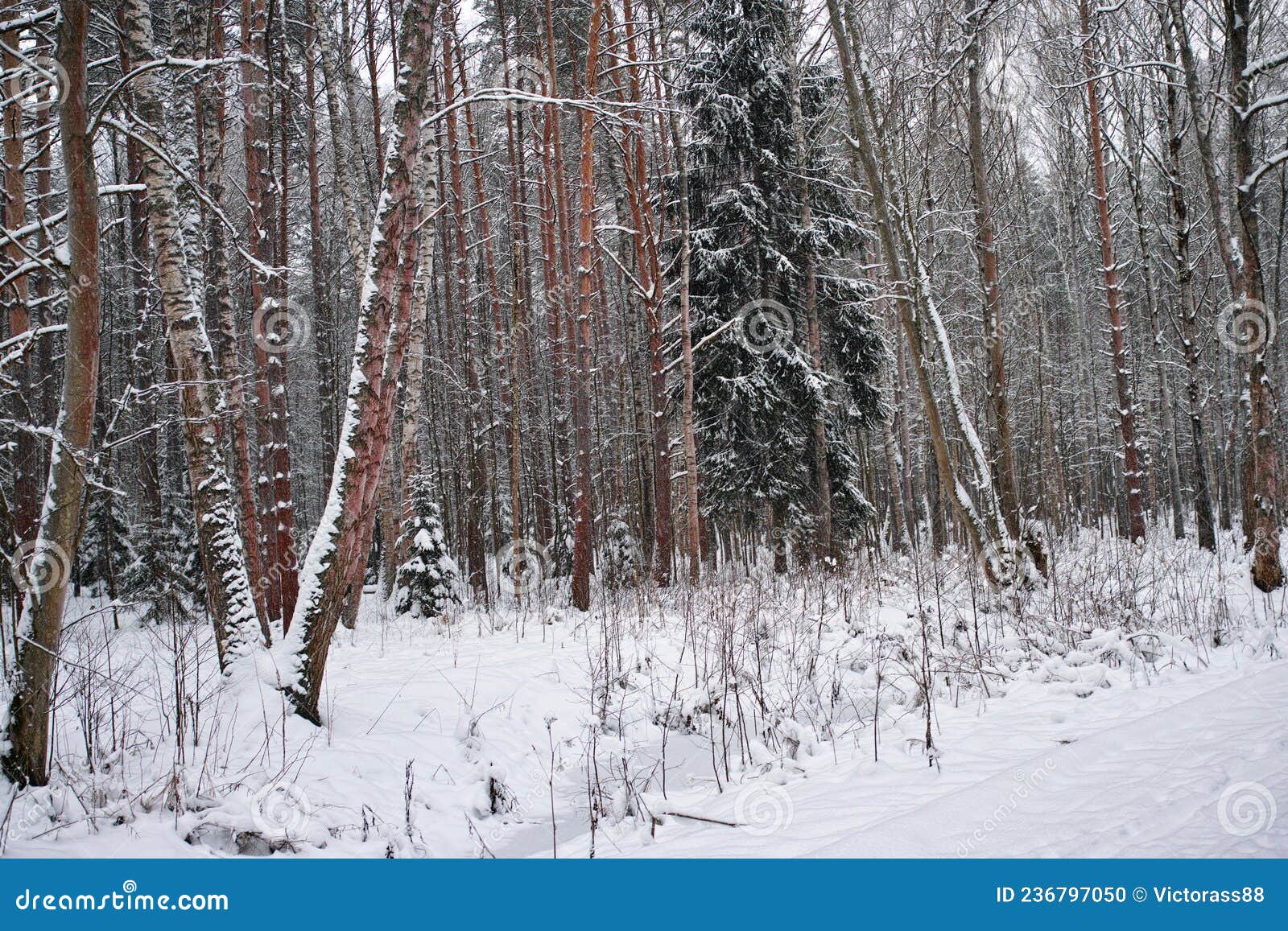 Mixed forest in winter stock photo. Image of winter - 236797050