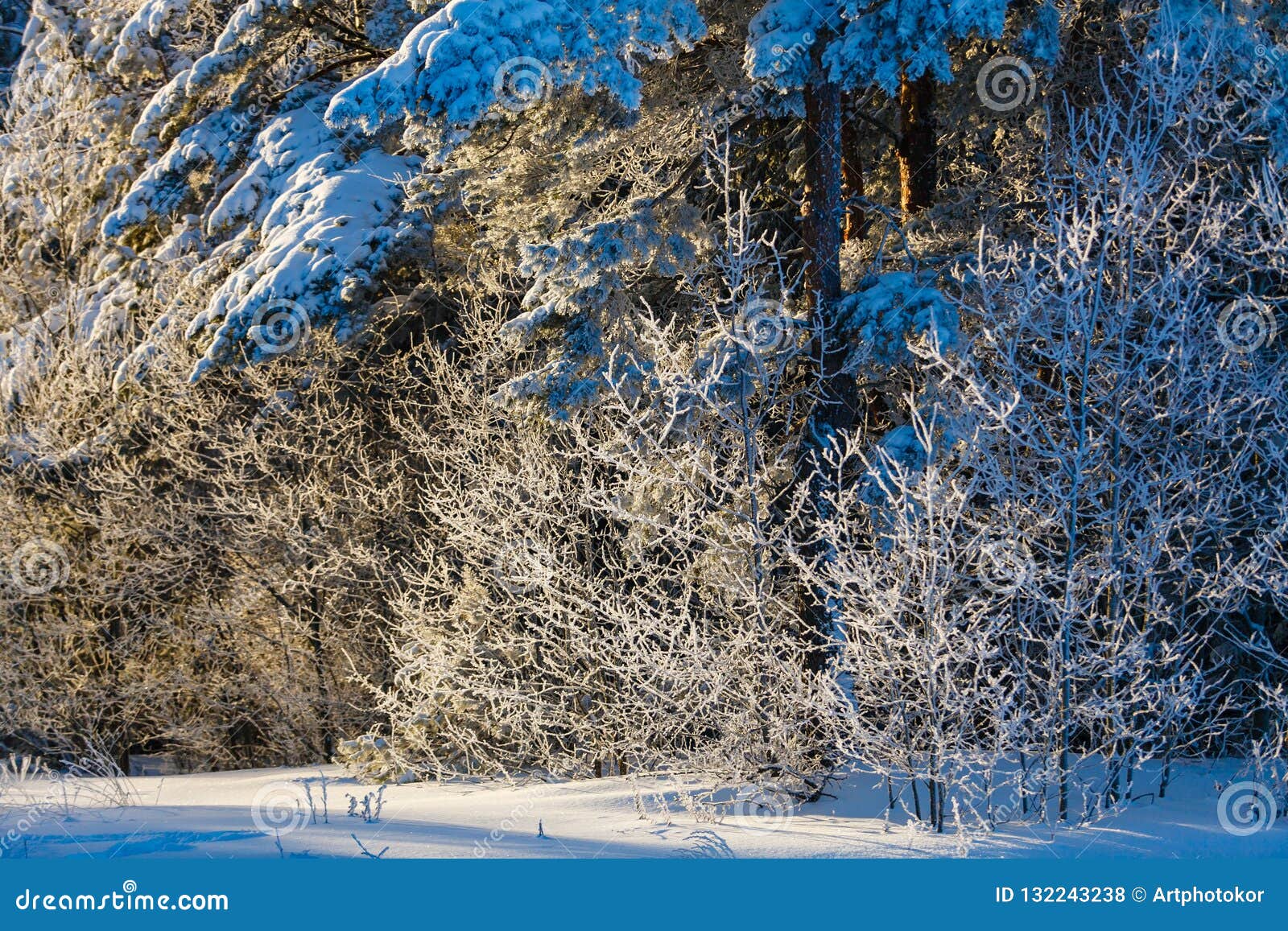 Mixed Forest Covered with Thick Snow Layer. Winter Landscape Stock ...