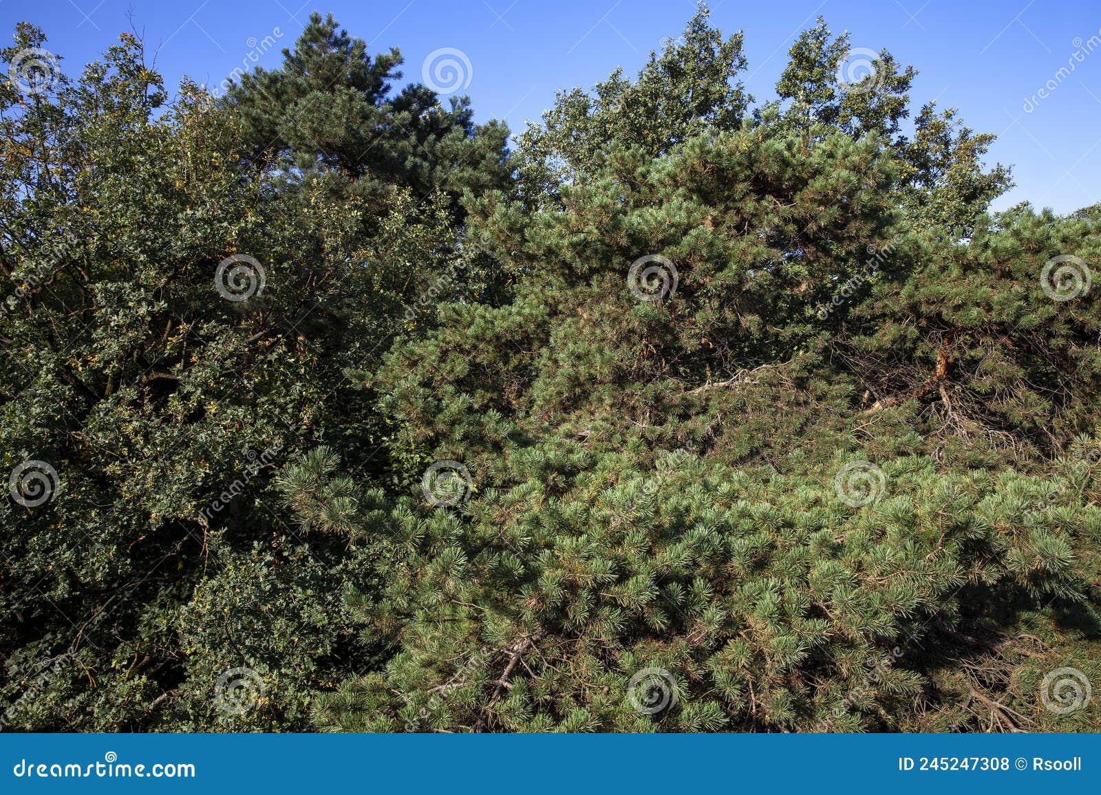Mixed Forest with Different Types of Deciduous Trees Stock Photo ...