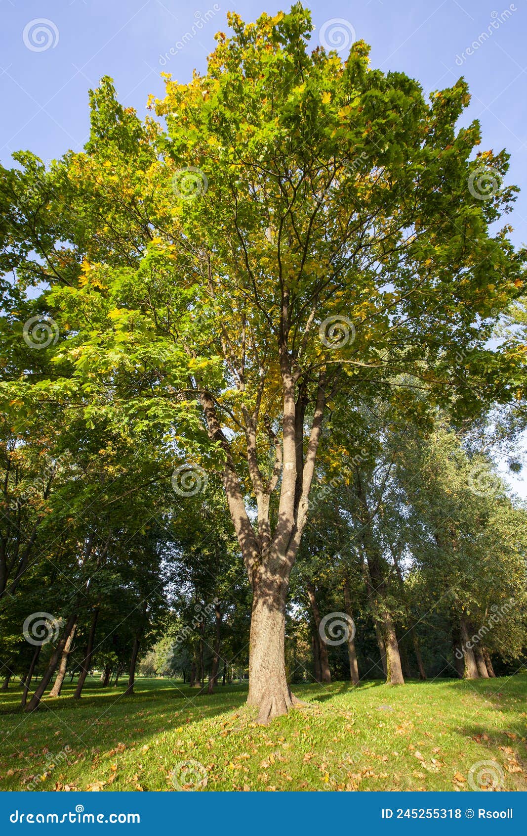 Beautiful Forest with Trees of Different Types Stock Photo - Image of ...