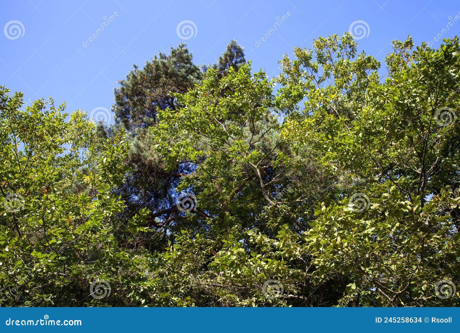Beautiful Forest with Trees of Different Types Stock Photo - Image of ...