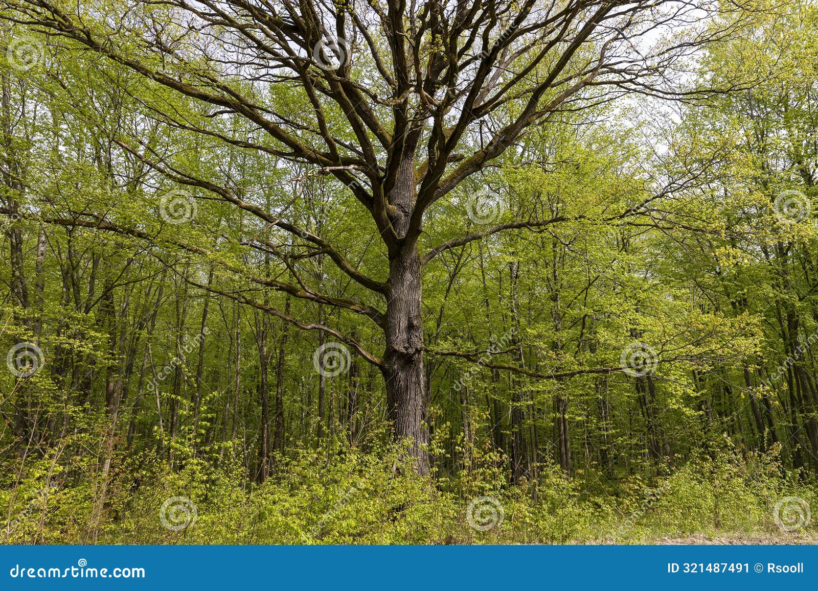 Mixed Forest with Different Types of Trees Stock Image - Image of trees ...