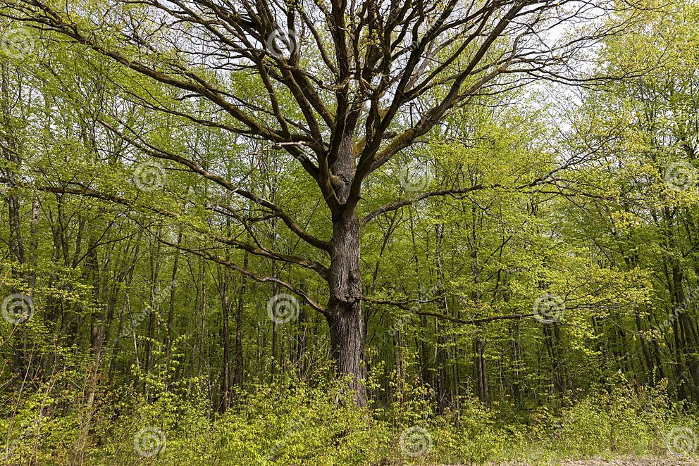 Mixed Forest with Different Types of Trees Stock Image - Image of trees ...