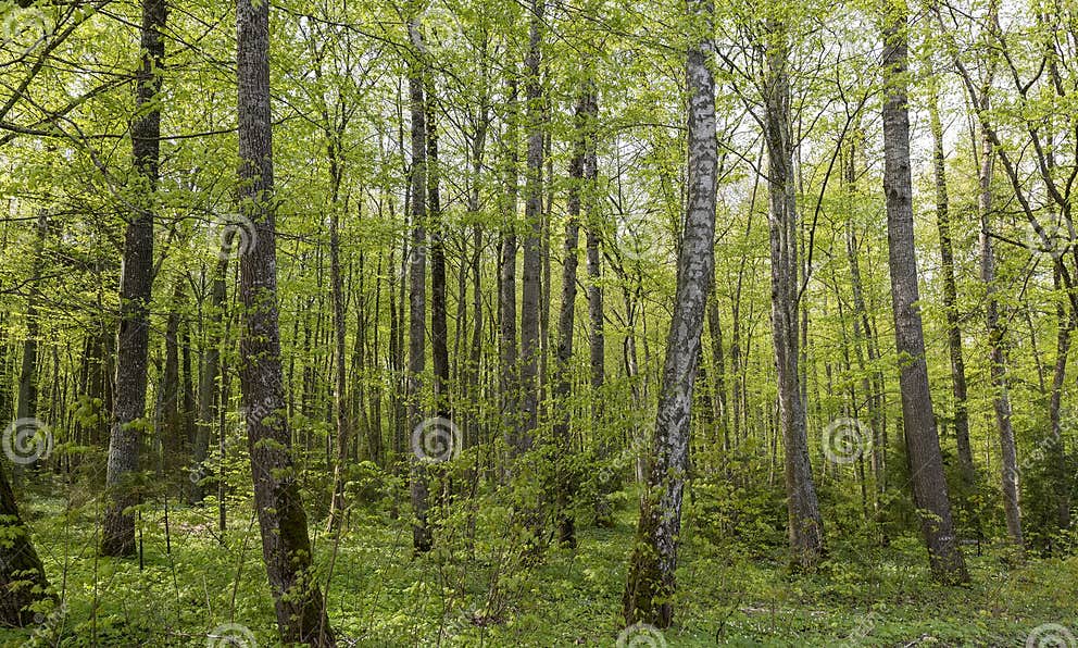 Mixed Forest with Different Types of Trees Stock Photo - Image of park ...