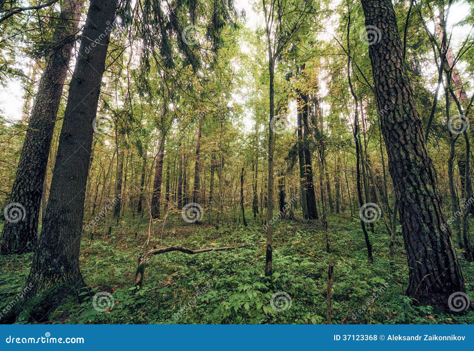 Mixed forest stock photo. Image of trees, leaves, environment - 37123368
