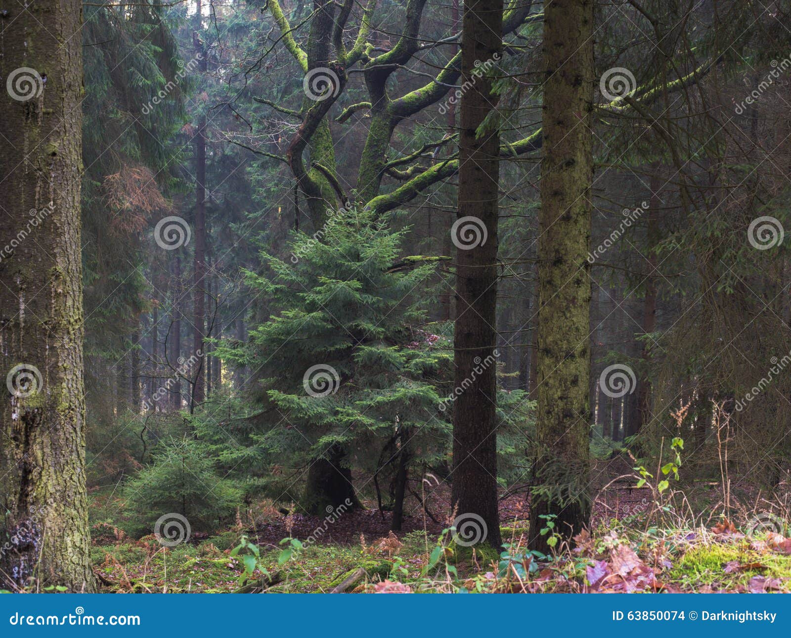 Mixed Forest stock photo. Image of abstract, natural - 63850074