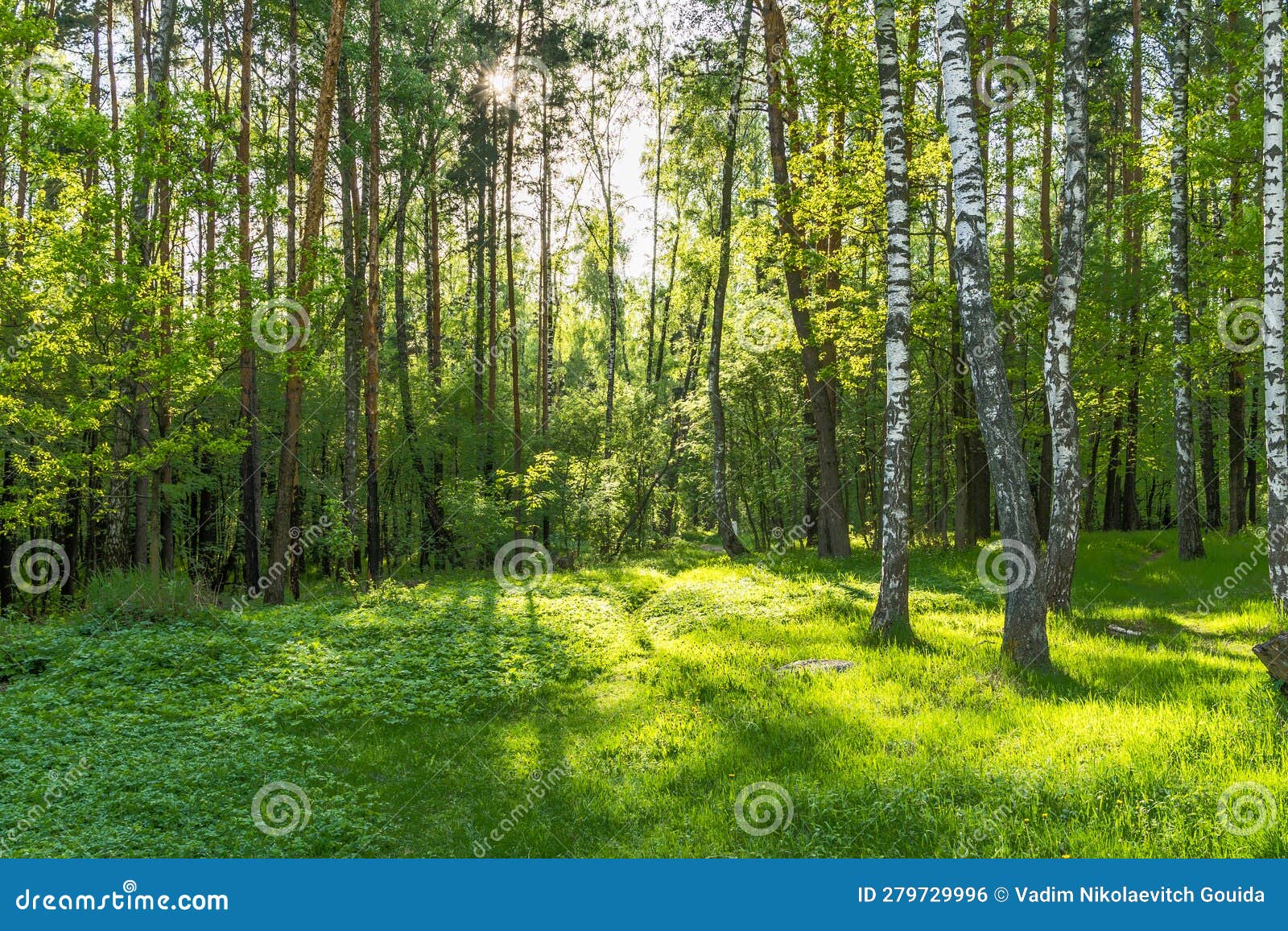 Mixed Forest Landscape in Spring Season with Sun Light on the Grass ...