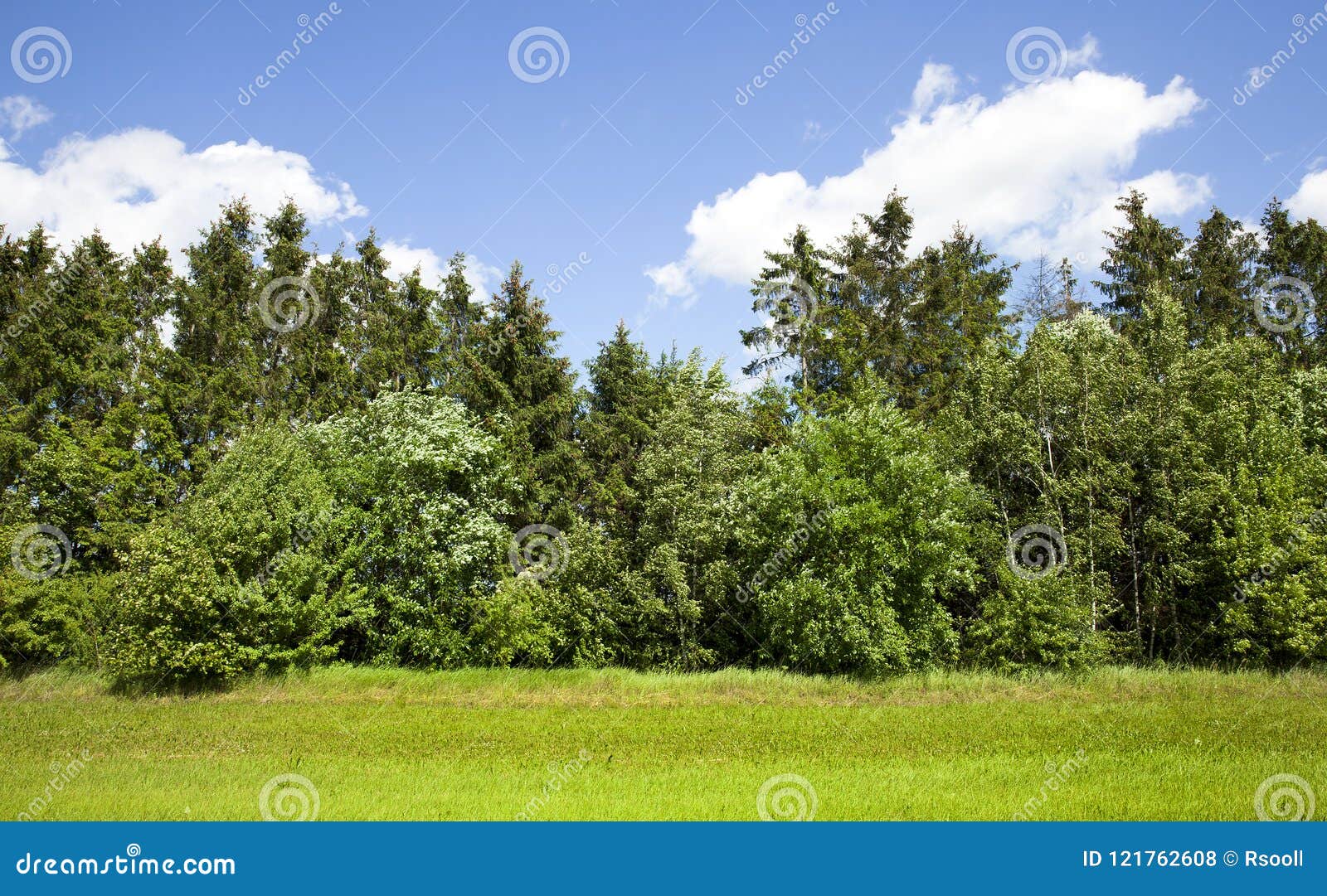 Mixed forest stock photo. Image of flora, agricultural - 121762608