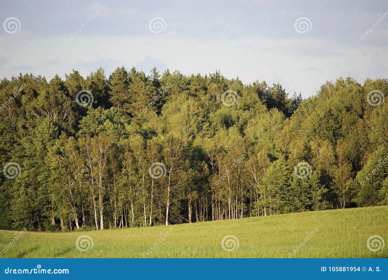 Mixed Forest, Mostly Pine and Birch, in a Temperate Climate Zone ...
